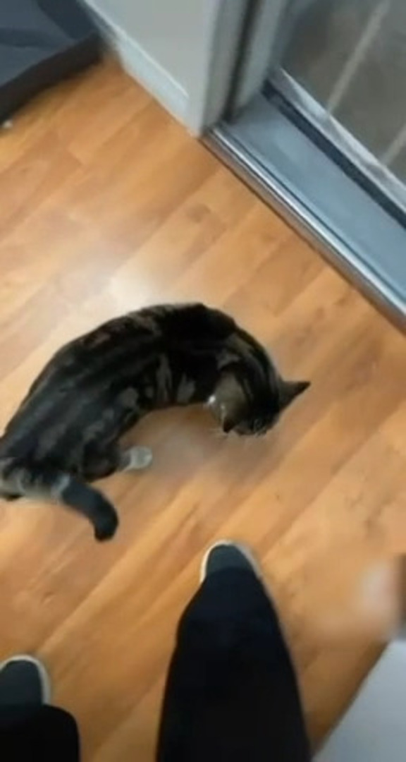 Cat Gets Confused When Owner Doesn’t Let Him Pet Them | Jukin Licensing
