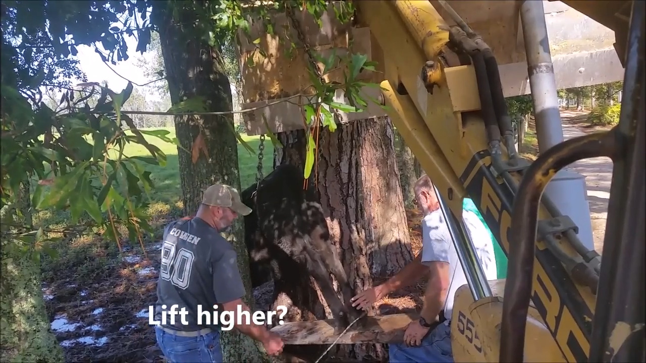 Rescued Cow Stuck in Tree | Jukin Licensing