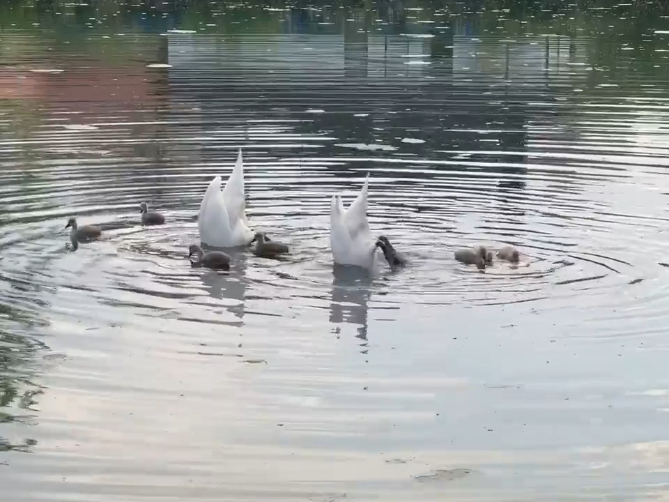 Coordinated Pair of Swans Dip Necks Inside Water at Same Time | Jukin ...