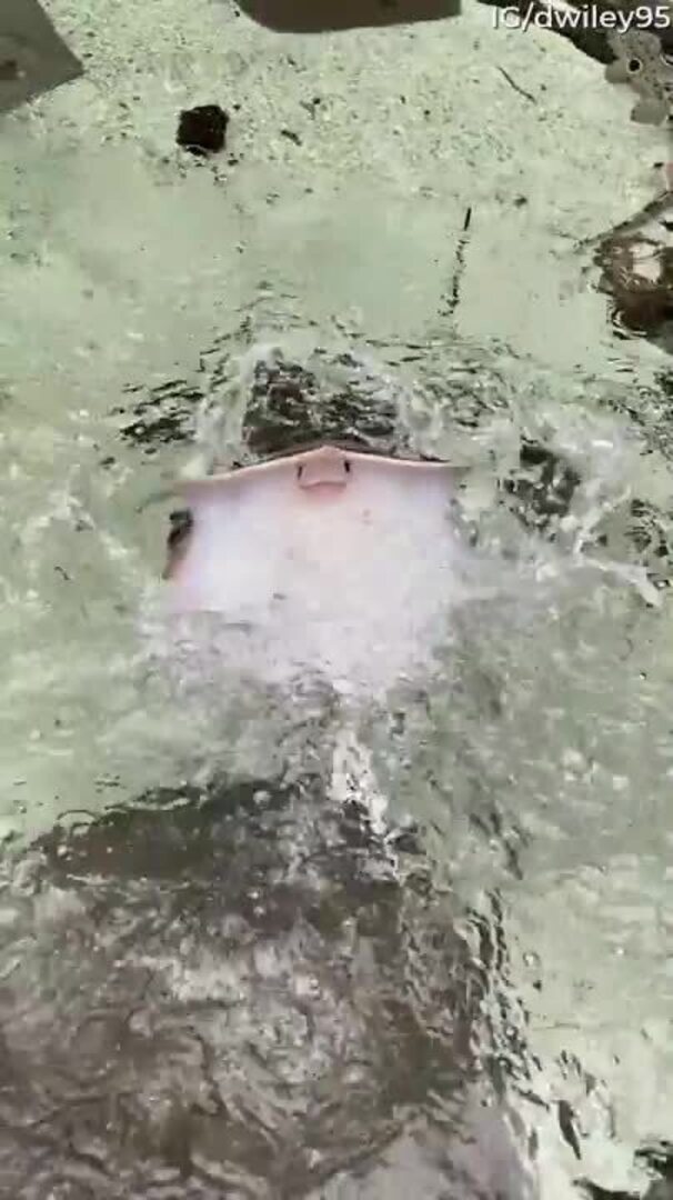 Excited Stingray Waves Hello | Jukin Licensing