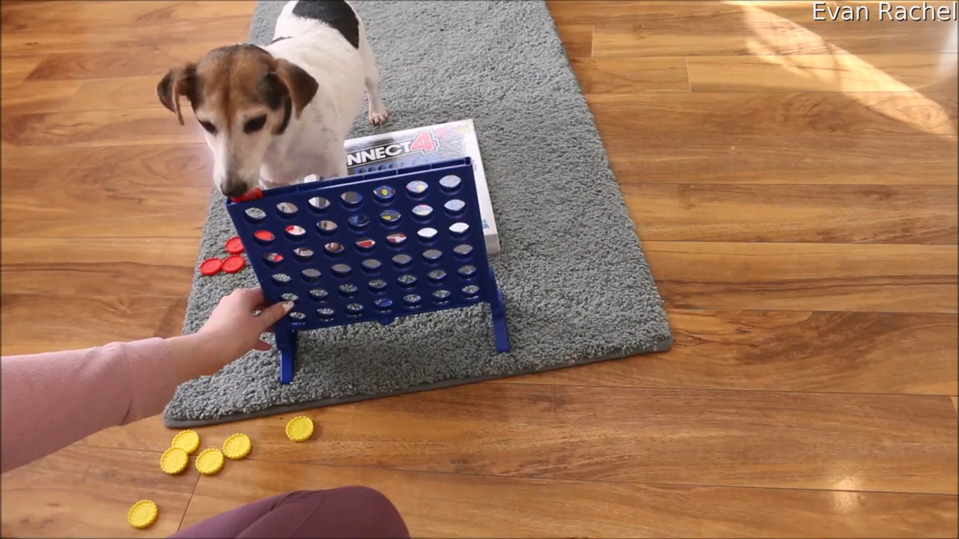 Dog Playing Connect 4 | Jukin Licensing