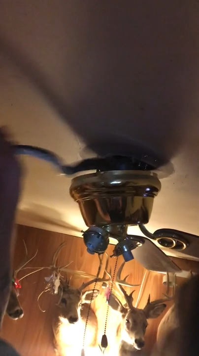Snake Retrieved From Ceiling Fan | Jukin Licensing