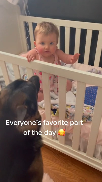 Excited German Shepherd Dogs Accompany Owner to Wake Up Her Baby From ...