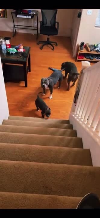 Puppy Rolls Down Stairs After Misstep | Jukin Licensing