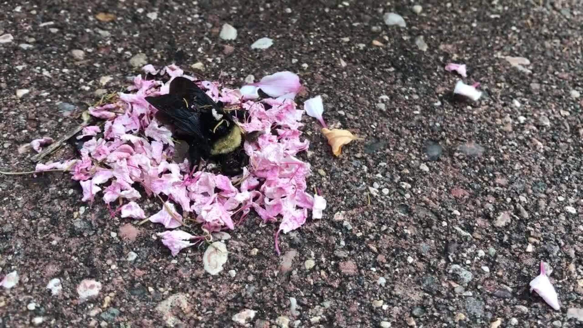 Ants Appear to Hold Funeral For Bee | Jukin Licensing