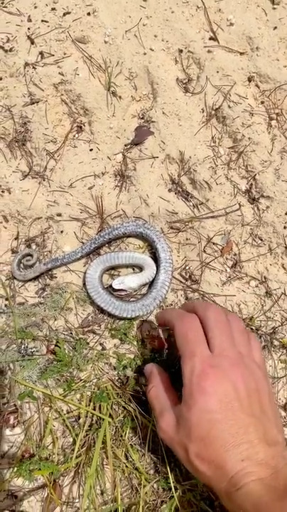 Hognose Snake Plays Dead as Guy Catches Them | Jukin Licensing