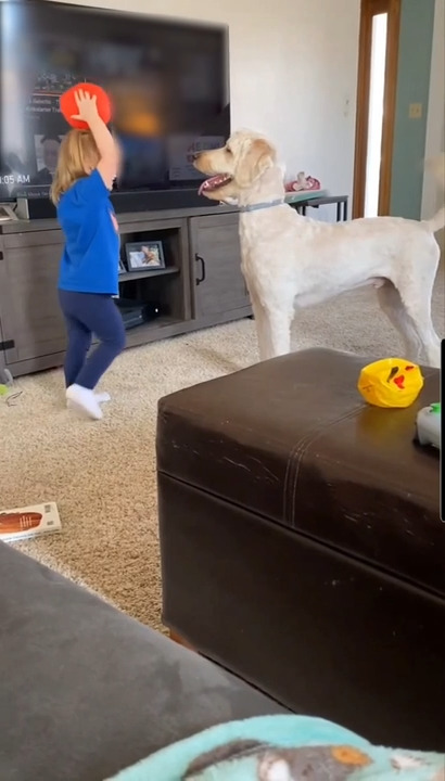 Excited Dog Accidentally Knocks Down Kid While She Plays With Them ...