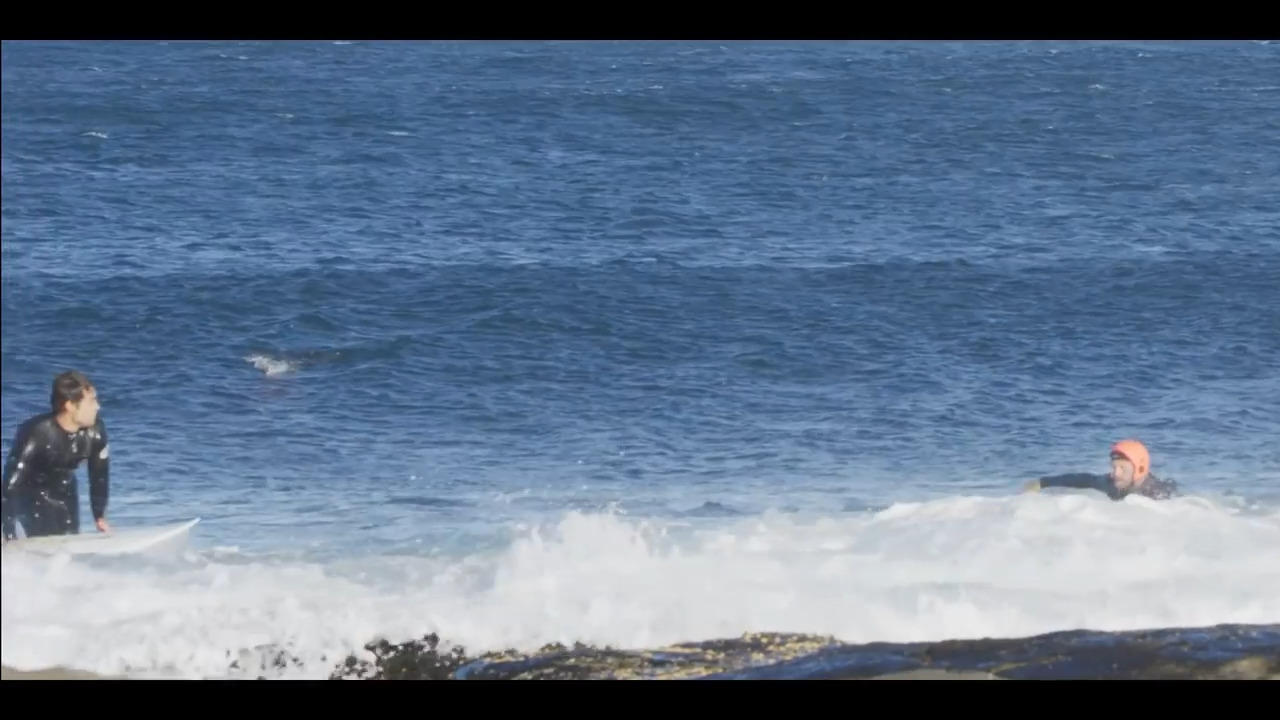 Great White Shark Chases Surfers Out of Water | Jukin Licensing
