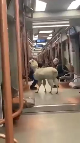 Fluffy Alpaca Gets Spotted Riding in Metro | Jukin Licensing