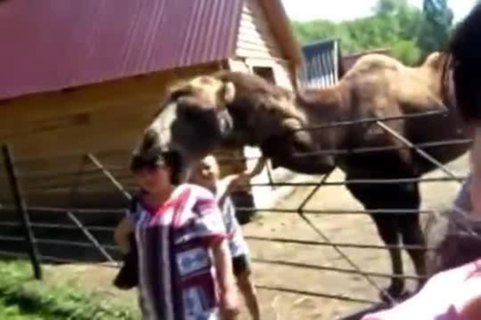 Camel Bites Woman's Head | Jukin Licensing
