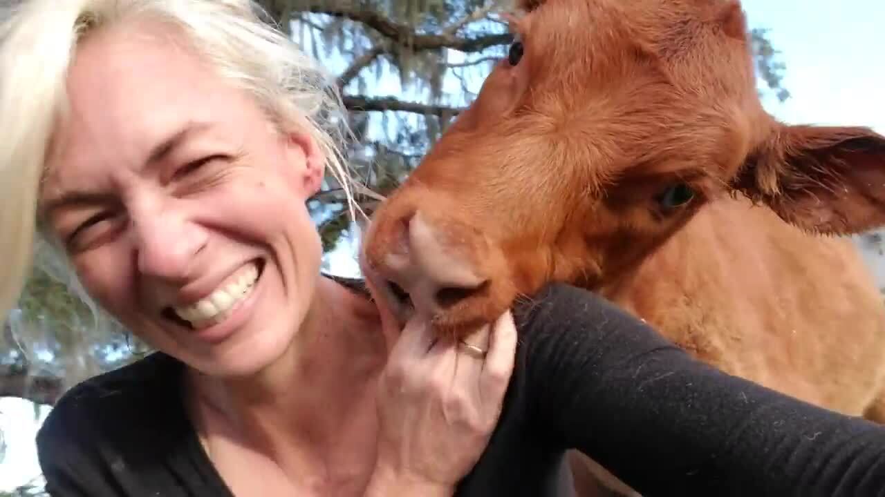 Cow Affectionately Licks Human's Ear | Jukin Licensing