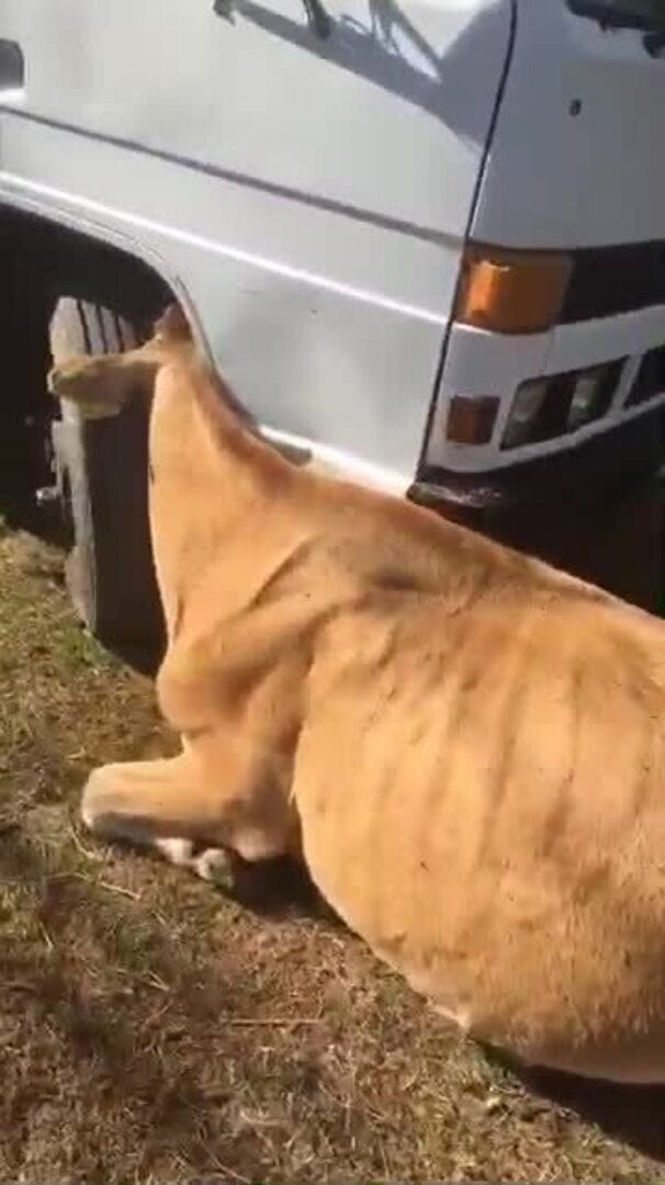 Dairy Cow Gets Head Stuck in Truck Wheel Well | Jukin Licensing