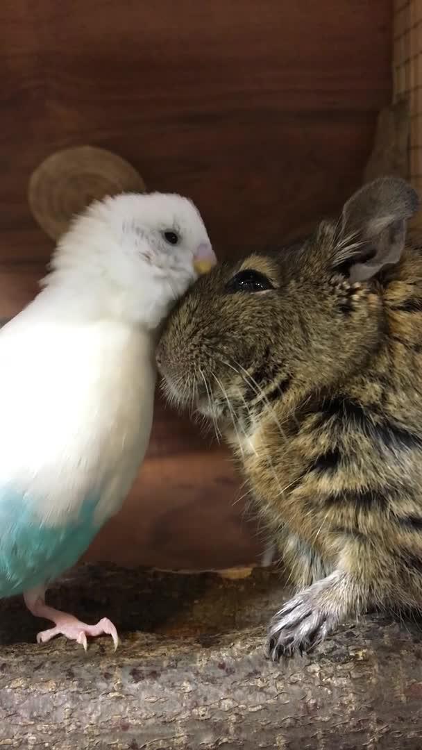 Bird Adorably Pets Hamster While Scratching Their Head | Jukin Licensing
