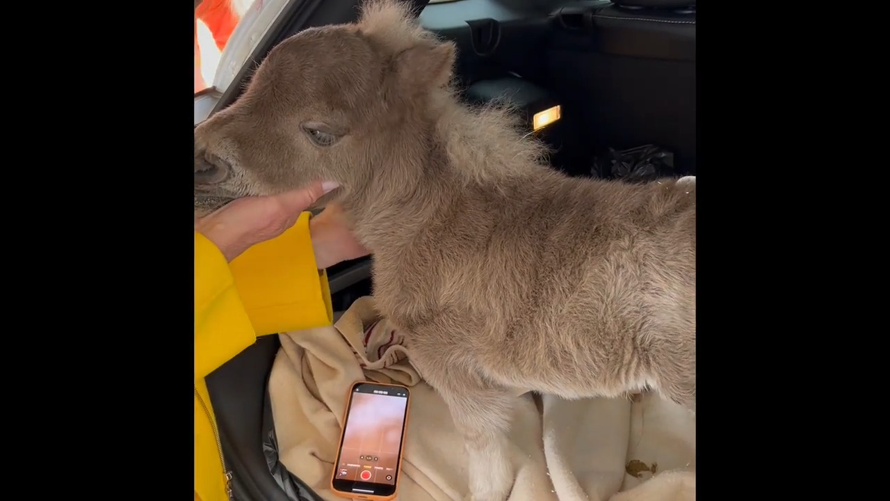 Weak Mini Horse Finds New Home | Jukin Licensing