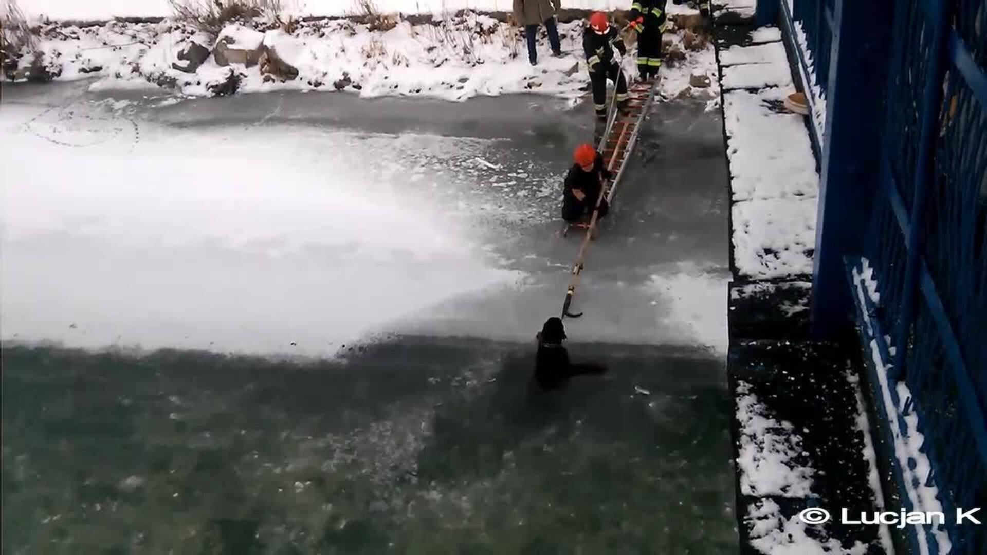 Dog Is Rescued Out Of Frozen Kamienica River In Poland | Jukin Licensing
