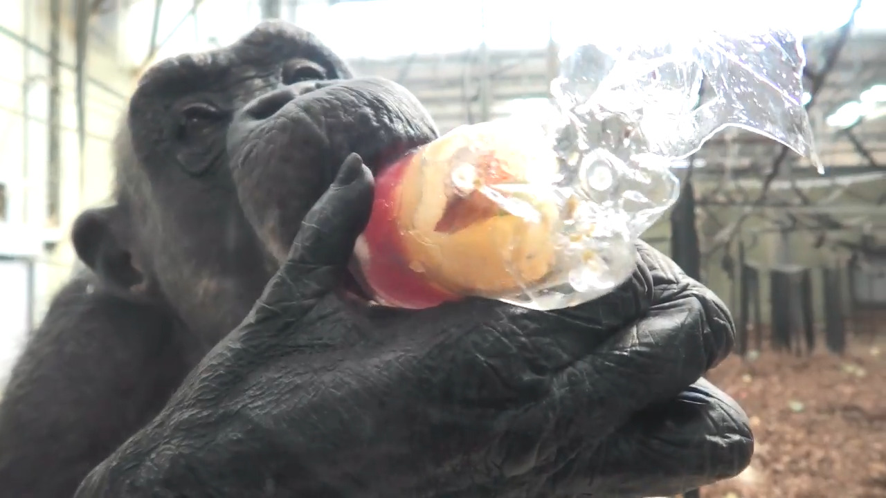 Chimpanzee Enjoys Eating Ice in Bottle During Heatwave | Jukin Licensing