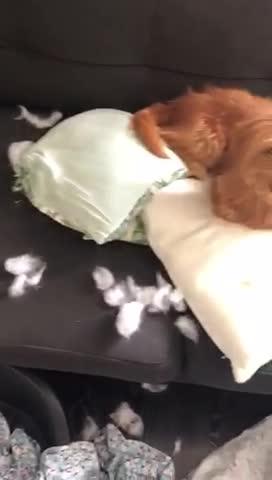 Dog Looks Innocently At Owner After Ripping Pillows Off | Jukin Licensing