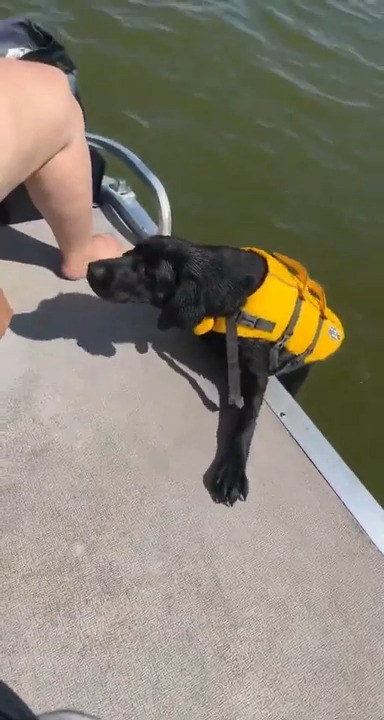 Dog Slowly and Dramatically Slips and Falls Into Water | Jukin Licensing