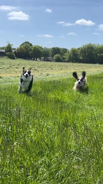 Border Collie and Cocker Spaniel Play Outside in Nature | Jukin Licensing