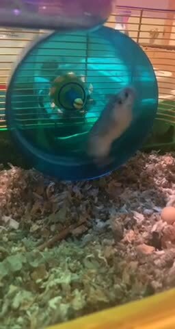 Hamster Falls Off Wheel | Jukin Licensing