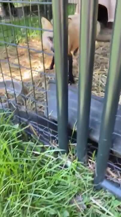 Fox Pulls Another Fox's Tail While Playing With Them | Jukin Licensing