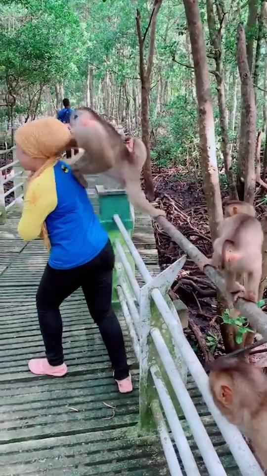 Monkey Back Kicks Woman Standing Close to him | Jukin Licensing