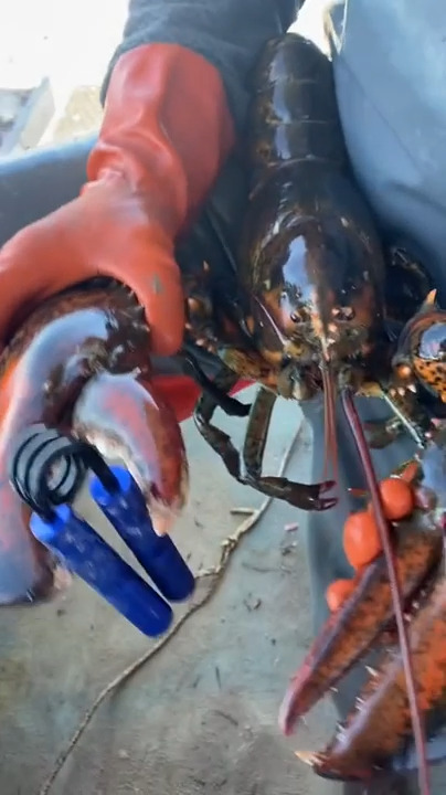 Guy Demonstrates Male Lobster's Strength | Jukin Licensing