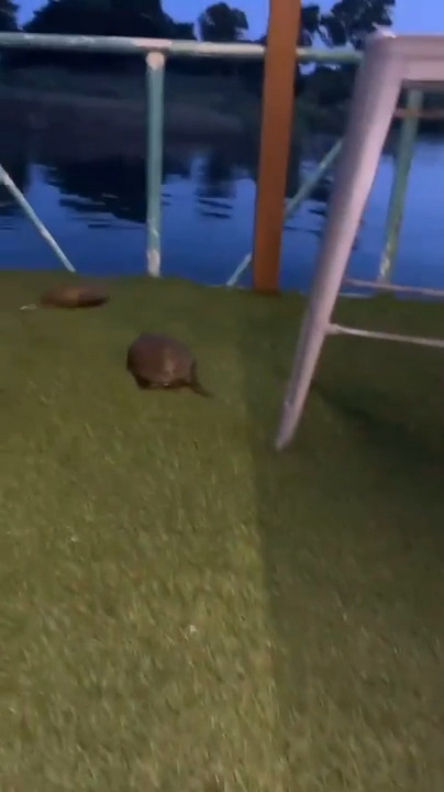 Two Turtles Race Towards Finish Line Speedily | Jukin Licensing