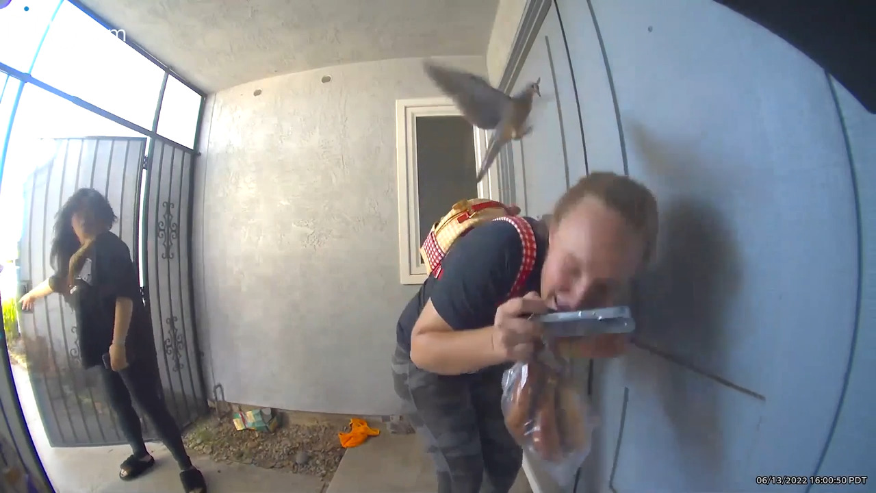 Pigeon Attacks Two Girls at Entrance of Their House | Jukin Licensing