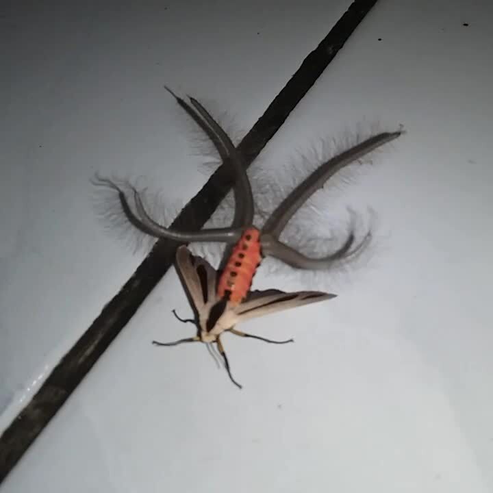 Person Spots Fascinating but Creepy Moth | Jukin Licensing