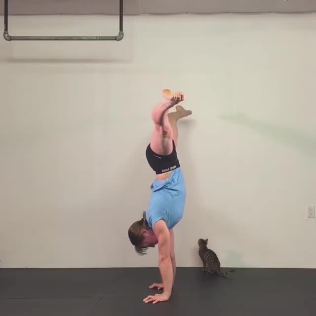 Girl Does Handstands while Cat Strolls Around Her | Jukin Licensing