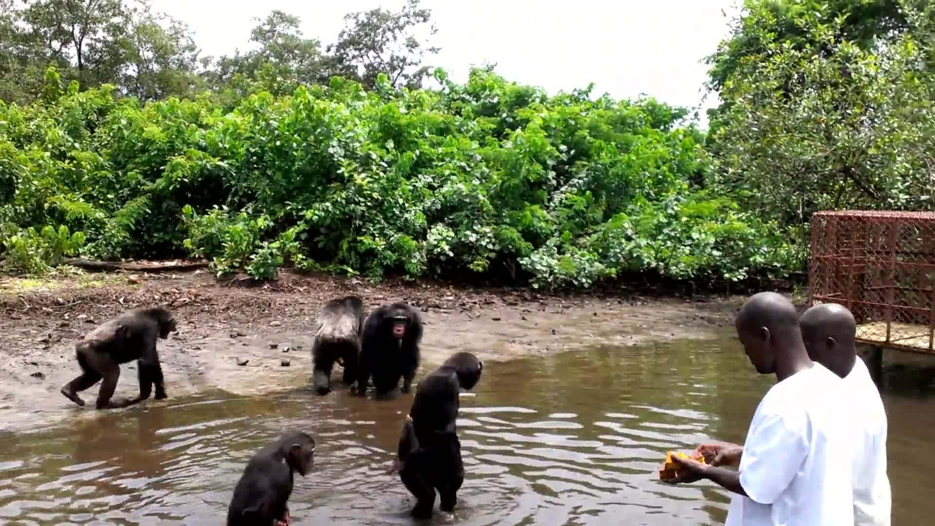 Caretakers Feed Apes on Chimpanzee Island in Liberia | Jukin Licensing