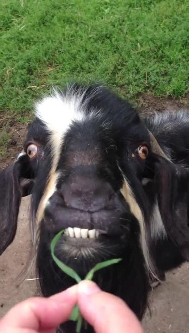 Derp Goat Tries to Eat Grass | Jukin Licensing