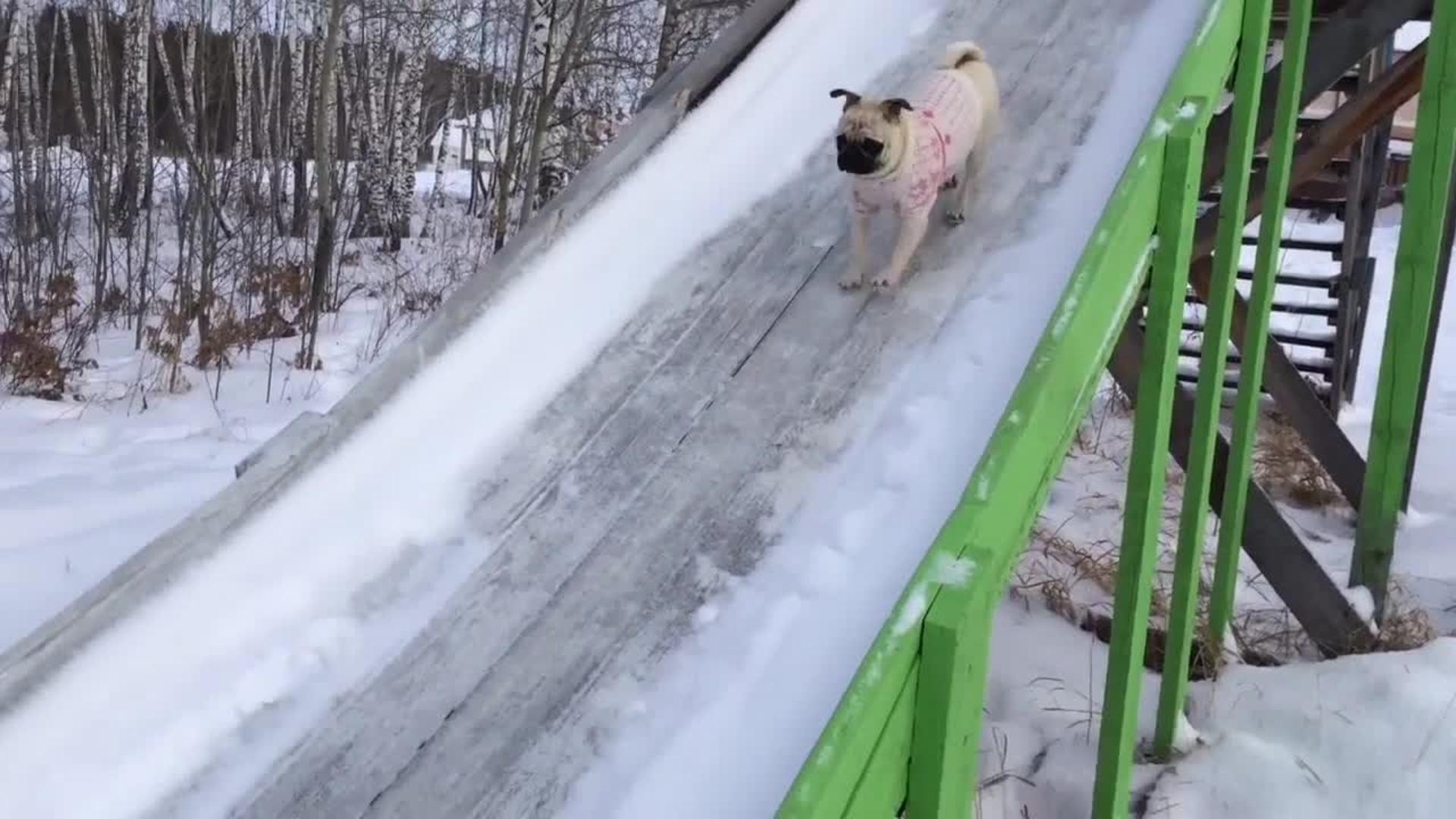 Pugs in Sweaters Slide in Snow | Jukin Licensing