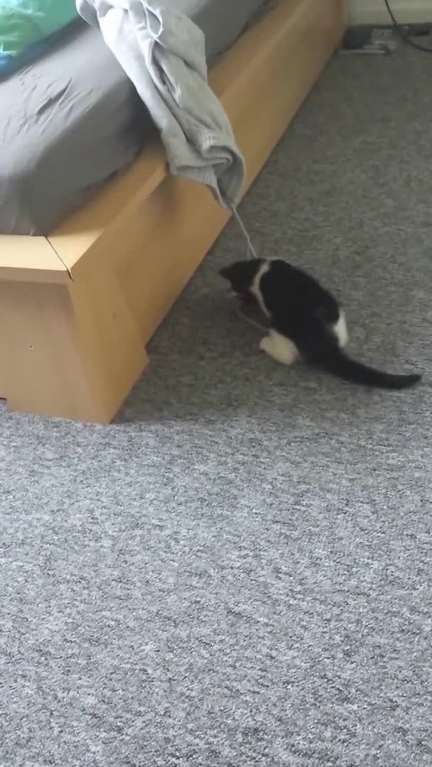 Cat Spooked by Sweatpants | Jukin Licensing