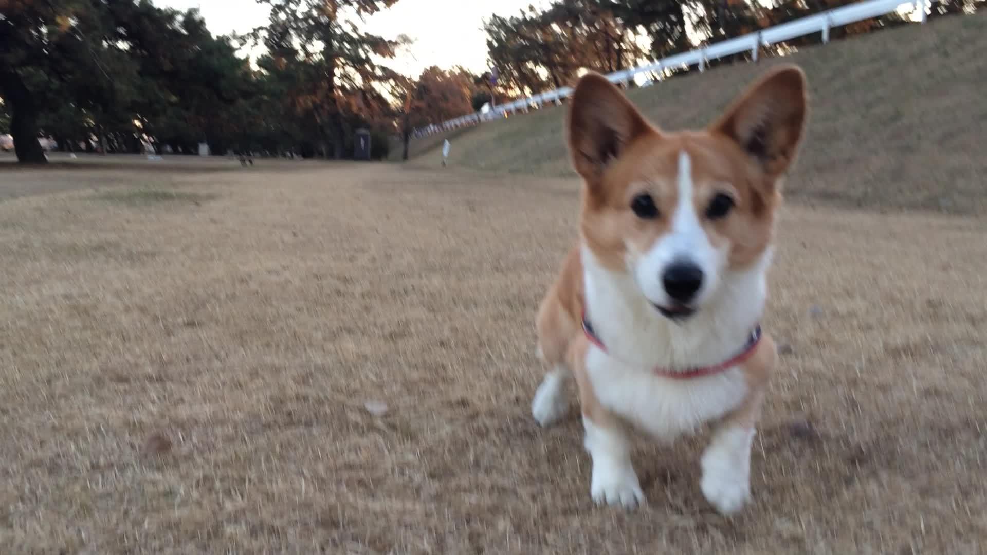 Corgi Does Adorable Dance While Waiting for Owner to Throw Ball | Jukin ...