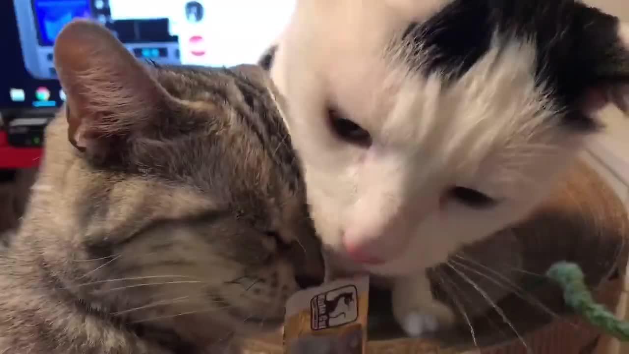 Cats Eat Snack | Jukin Licensing