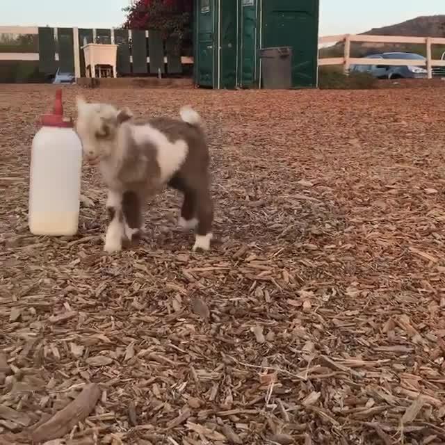 Baby Goat Dances Adorably | Jukin Licensing