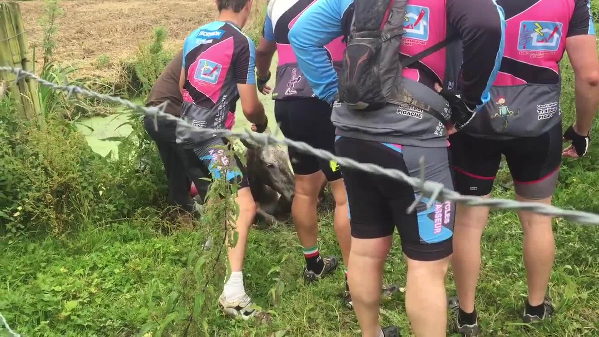 Cyclists Rescue Horse Stuck in Mud | Jukin Licensing