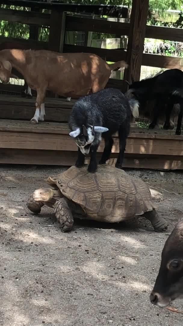 Goat Rides On Tortoise's Back | Jukin Licensing