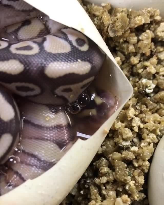 Two Snakes Hatch Out Of Same Egg | Jukin Licensing