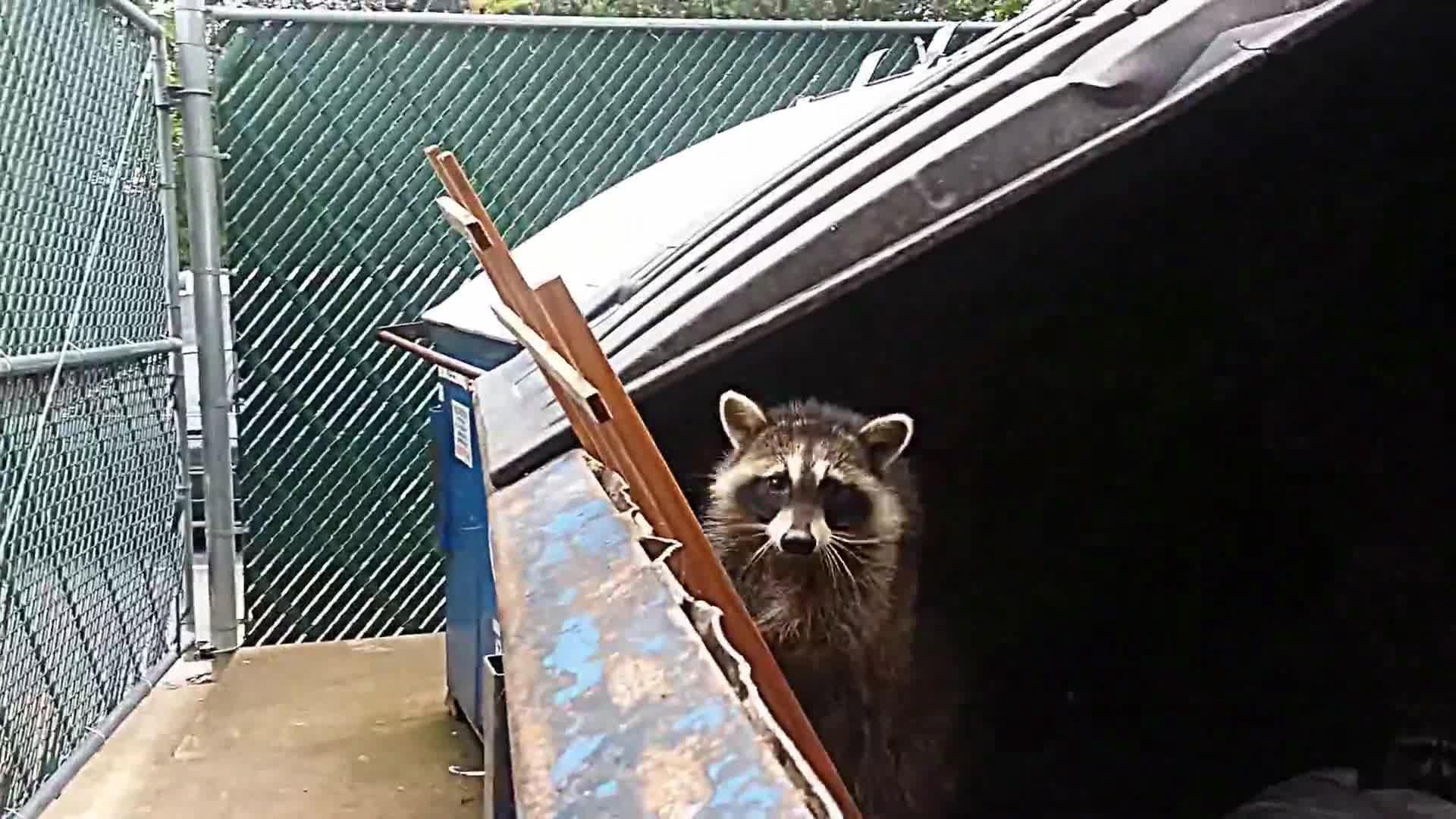 Raccoon Rescue | Jukin Licensing