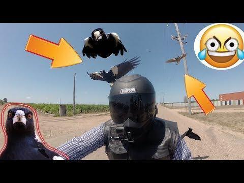Aggressive Magpies Dive Bomb Bike Rider | Jukin Licensing