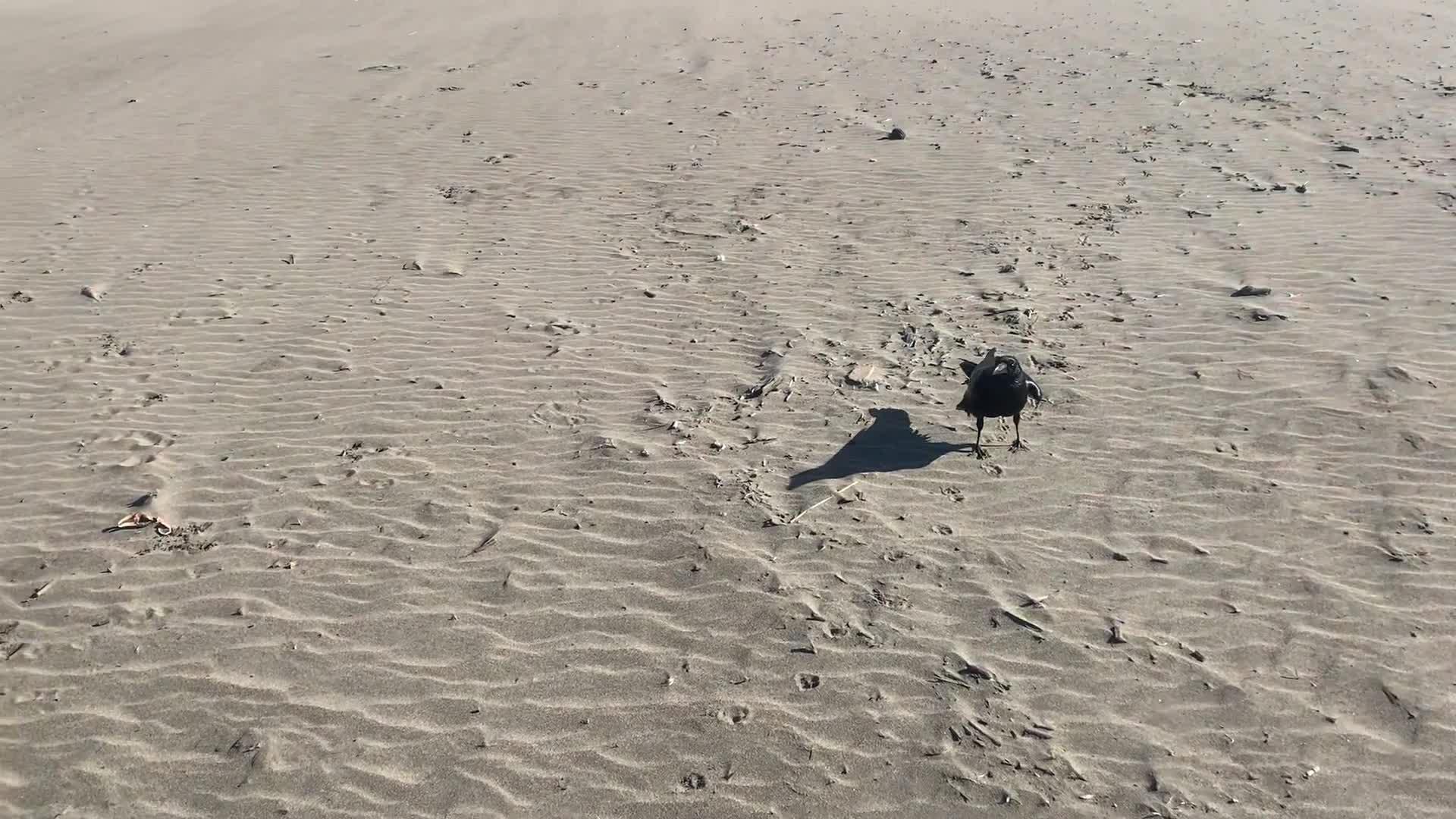 Crow and Dog Chase Each Other Playfully at Beach | Jukin Licensing