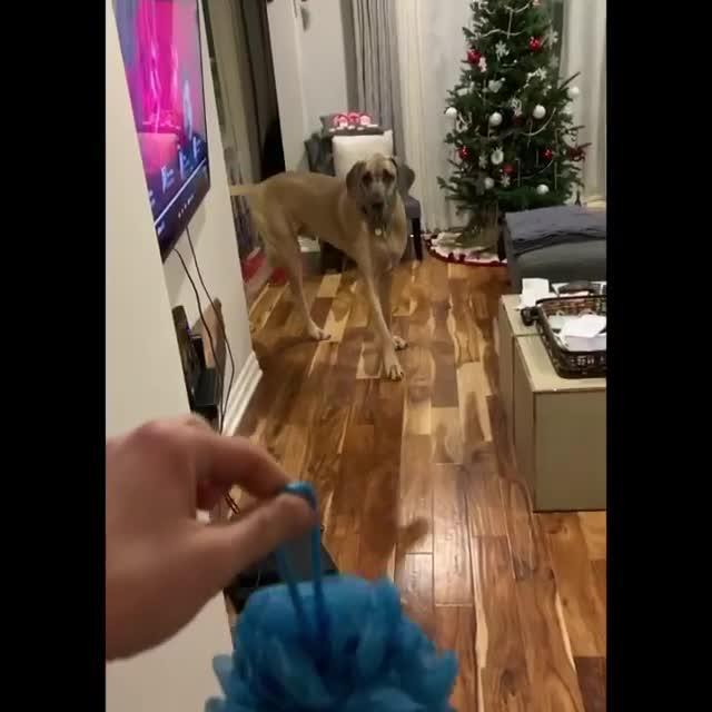 Great Dane Gets Scared of Every Little Thing and Runs Away | Jukin ...