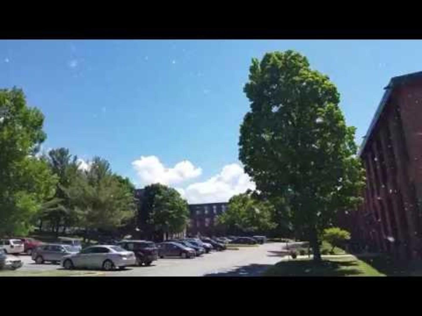 Tree Pollen Falls like Snow | Jukin Licensing