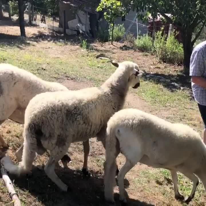 Sheep Attacks man for Disturbing Them While Grazing | Jukin Licensing