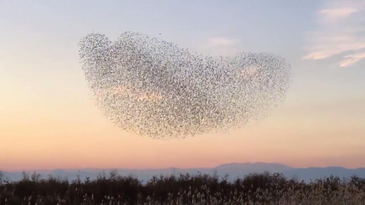 Flock of Birds Create Beautiful Shapes in Sky | Jukin Licensing