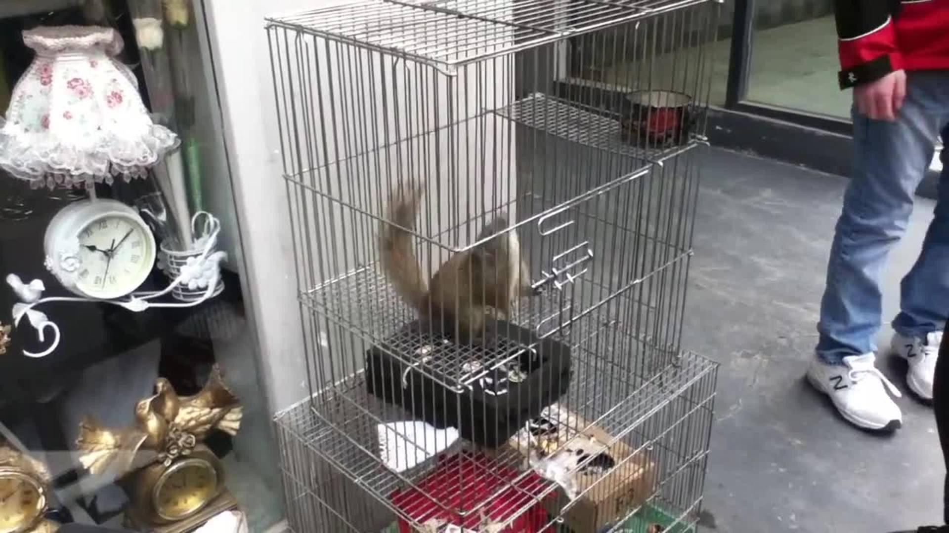 Squirrel Does Backflips | Jukin Licensing