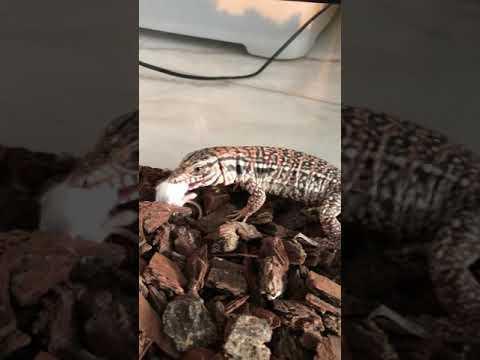 Red Tegu Lizard Eats Baby Rat | Jukin Licensing